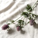 Thistle Spray - The Cotswold Company